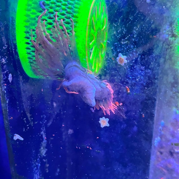 Copepod Breeding Block - Etsy