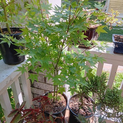 Alnus Serrulata Smooth Alder Native Plant 1 Gallon Pot - Etsy
