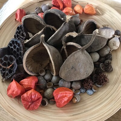 Bird Buttons 25mm Shell Button British Garden Bird Designs - Etsy UK