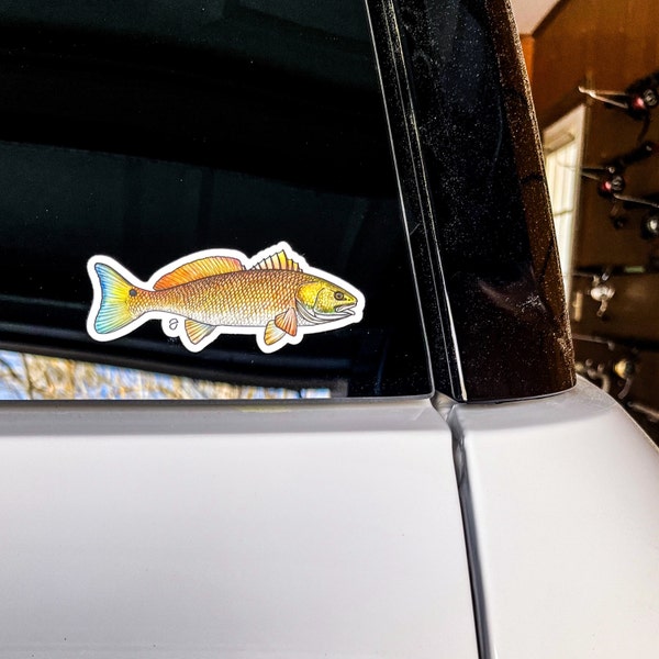 Common Snook Sticker - 4" - Etsy