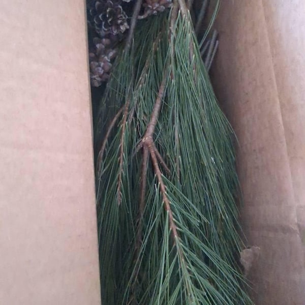 Fresh Cut White Pine. Chemical/dye Free. 2, 5, 10, 20 Lbs. 8"-24 ...