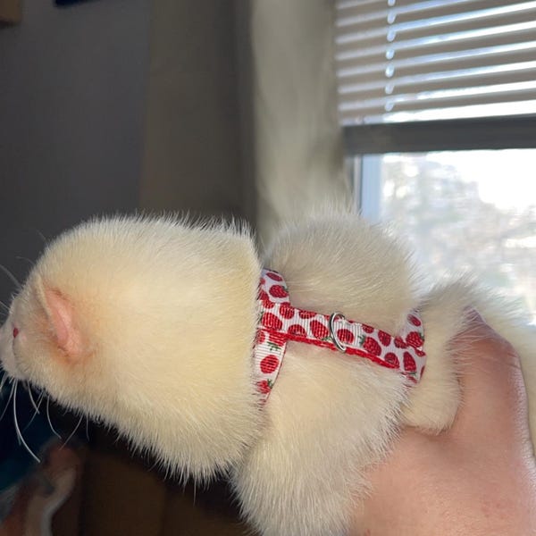 Ferret Harness Yellow With Wings Animal Print - Etsy