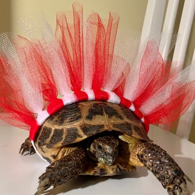 Tortoise Tutu Small Animal Tutu Tutu - Etsy