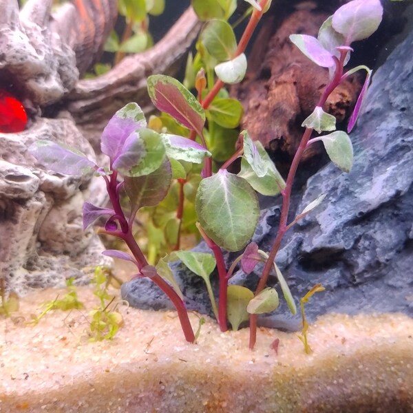 Fully RED Plants With Pogostemon Helferi Downoi, Bundle, pearlingplants ...