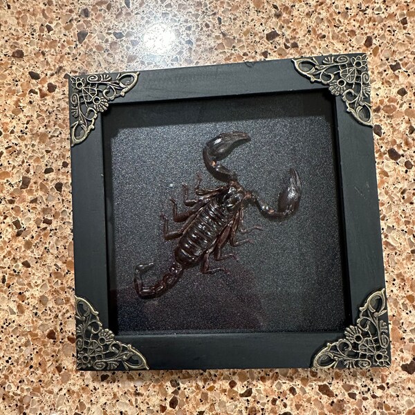Scorpion Frame Taxedermy Black Wall Decor Gothic Artwork, Preserve ...