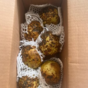 Fresh Spineless Thornless Edible Nopales Cactus Pear Pad Prickly Pears ...