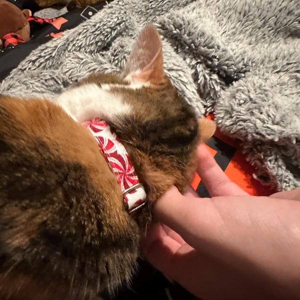 Kitty Gifts Crinkly Cat Nip Mat, Fun Cat Toys, Custom Cat Bed, Padded Catnip Beds, Crinkly Toys ...