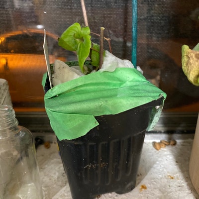 200 BLUE EYED GRASS western or Californian Sisyrinchium Bellum Flower ...