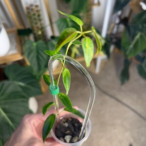 Teruno Pothos Venus Epipremnum Aureum 'venus' Terunoworld - Etsy