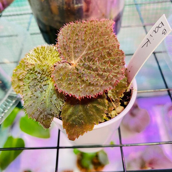 Begonia Baik, From Southeast Asia, for Terrarium Only. 2" Potted Plant ...