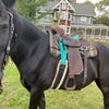 Deep Seat/high Cantle Western Ranch Roping Pony and Adult Size Premium ...
