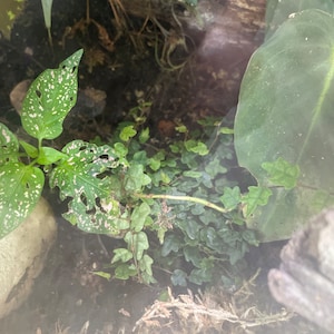 Live Angel Wing Begonia medora Starter Plant USA SELLER - Etsy