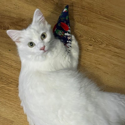 Cat Toy and Treat Gift Box, Cat and Kitten Hamper, Cat Pamper Box ...