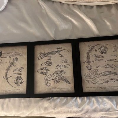 Vintage Philodendron Pink Princess Marble II Art Print, Variegated Pink ...