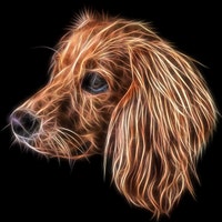 Harris Hawk Metal Wall Plaque With Stunning Fractal Art - Etsy UK