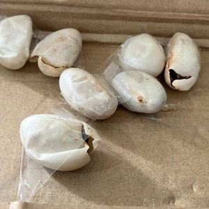 Melica Ciliata & Transsilvanica Red Spire Fresh Seed Rare Ornamental ...