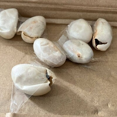 Melica Ciliata & Transsilvanica Red Spire Fresh Seed Rare Ornamental ...
