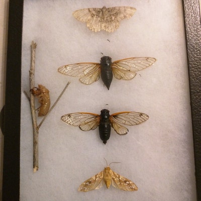 Riker Mount ONE Display Case Frame Shadow Box Choose Size - Etsy