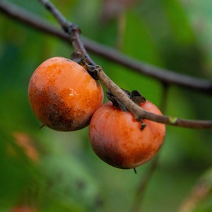 Red Dogwood Cherokee Chief Tree Beautiful Red Blooms 1-2ft | Etsy