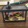Miniverse/miniature Hummingbirds - Etsy
