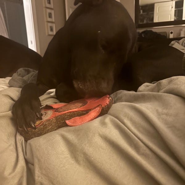 All-natural Water Buffalo Cheek Rolls for Dogs – Long Lasting Rawhide ...