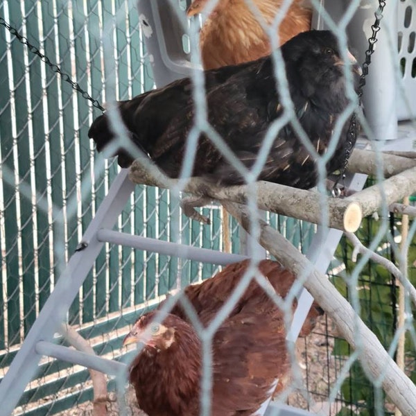 Extra Large Squirrel House, Squirrel Nesting Box, Wooden Squirrel ...