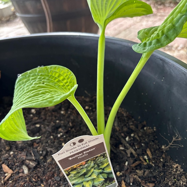 Hosta FIRE ISLAND Small Yellow Red Colorful Flowers Fast Shade Part Sun ...