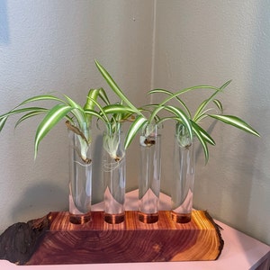 Black Walnut Propagation Set of 3 / Hydroponic Rooting Vases / - Etsy