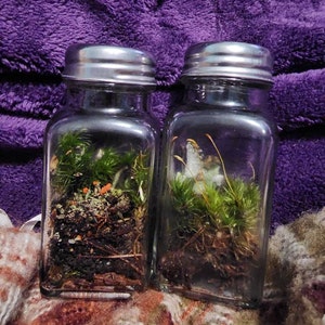2 Pack Pixie Cup Live Lichen Moss for Terrariums Fairy Gardens - Etsy