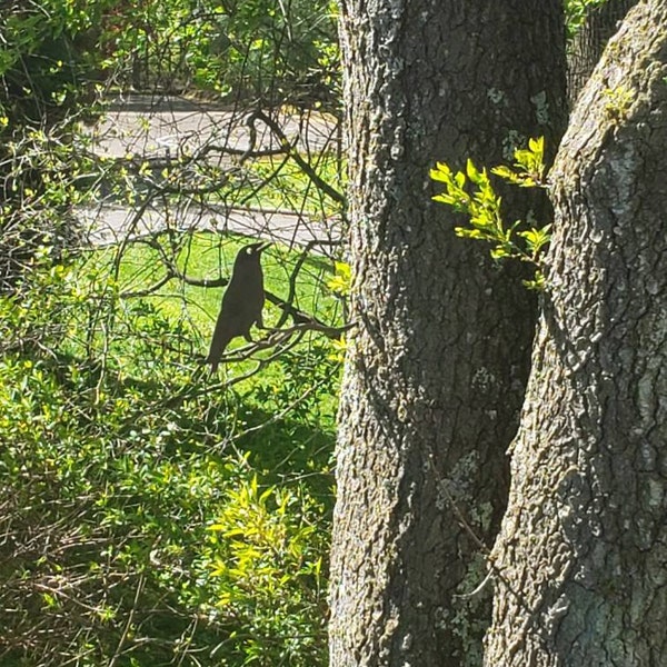 Metal Puffin/home & Garden Decor/metal Tree Art/hand Made/puffin /free ...