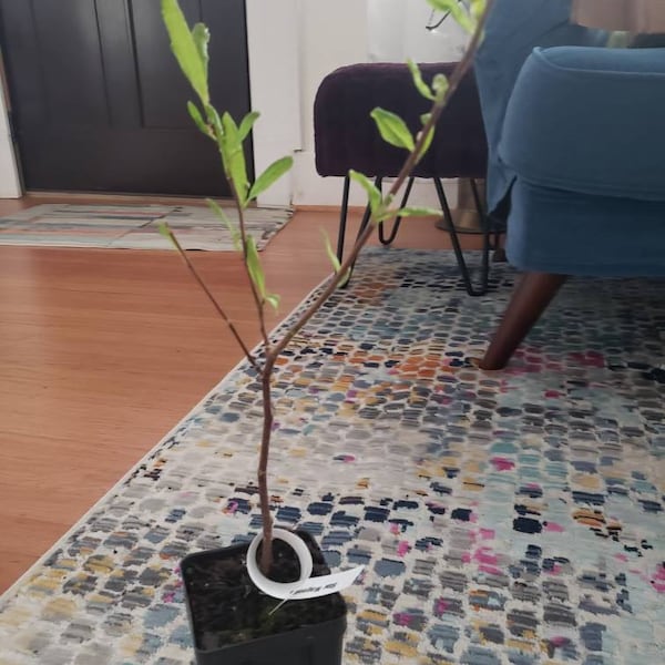 Star Magnolia 4"pot Magnolia Stellata - Etsy