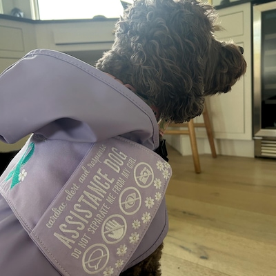 Vest adjustable Size, in Training Do Not Approach, Light Weight Sd ...
