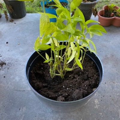 33 Bilva Patra LEAVES Aegle Marmelos Bael Bel Patra Bhagavan - Etsy