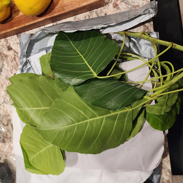 Cundeamor cerasee Spiritual Cleansing Herb Fresh Cutting Bitter Gourd ...
