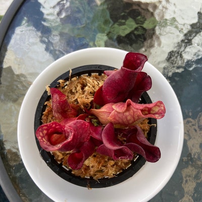 Carnivorous Spoon Leaf Sundew Drosera Spathulata Plant 3 Inch - Etsy