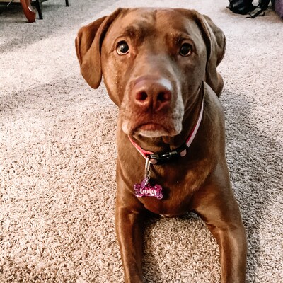 TAMUCC Islander Vinyl Sticker - Etsy