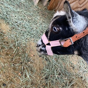 Goat Harness Nylon Web - Etsy
