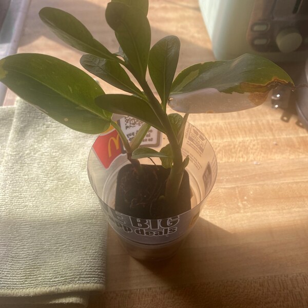 Philodendron White Princess 2 Starter Plant ALL STARTER PLANTS Require ...