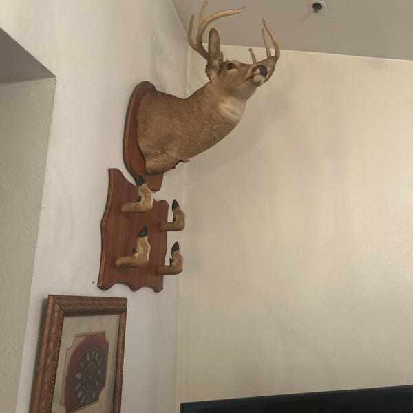 European Pig Wild Boar Skull Mount Taxidermy Bone Teeth - Etsy