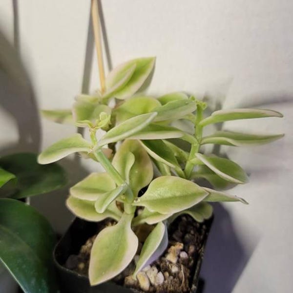 Variegated Baby Sun Rose, Ice Plant, Pink Succulent, Rare Plant in 2 ...