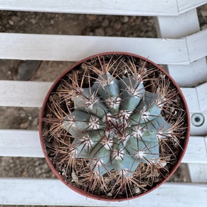 Blue Elf Aloe Aloe Cactus Succulent Live Plant | Etsy