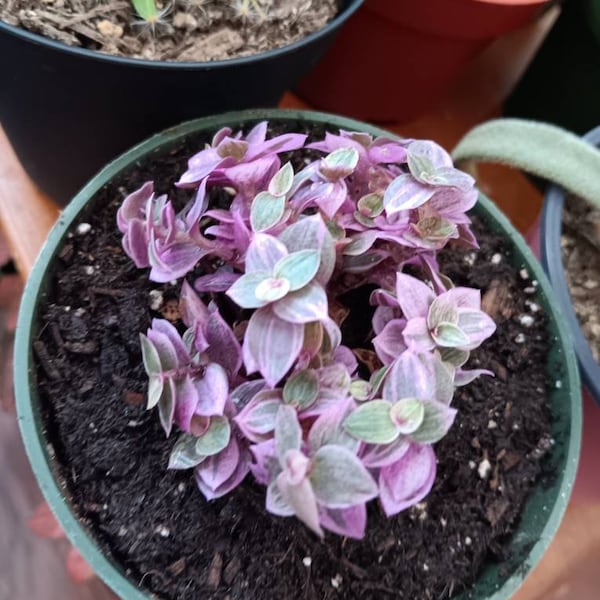 Callisia Repens, Pink Lady Plant, Pink Panther, Creeping Inch Plant ...