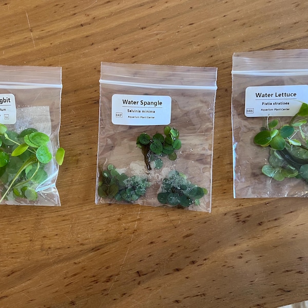 Floating Plant Package #1, Frogbit + Dwarf Water Lettuce + Water ...