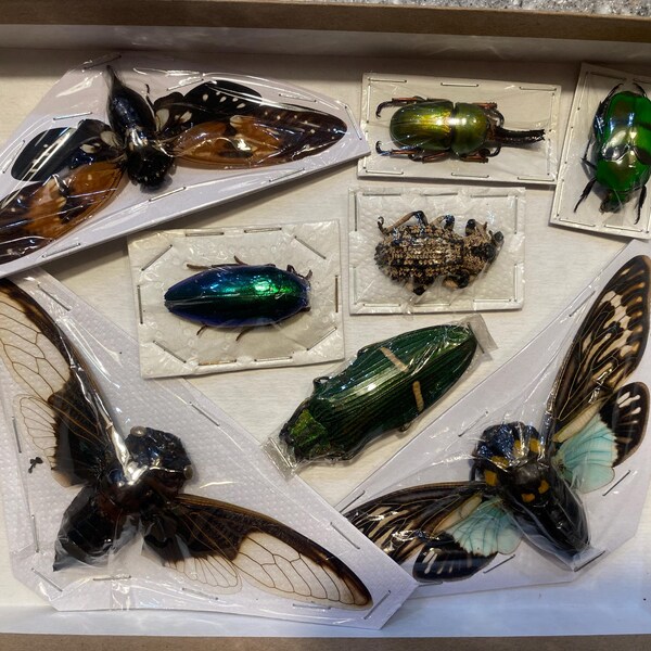 Tosena Splendida Spread, Blue Cicada , Real Cicada, Entomology, Real ...