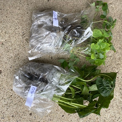 Live Party Streamers Hosta. Super Cool. Easy to Grow. Loves - Etsy