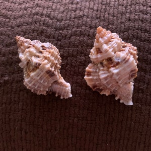 Sanibel Island Spiny Jewel Box - Etsy