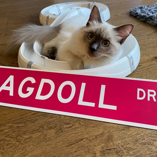 Ragdoll, Ragdoll Lover, Ragdoll Sign, Ragdoll Gift, Ragdoll Cat Decor ...