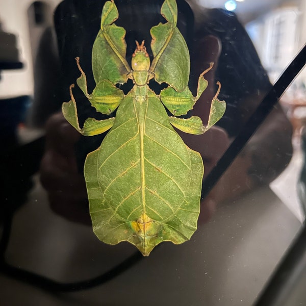 Real Leaf Insect Phyllium Pulchrifolium A1 Quality SPREAD Walking Leaf ...