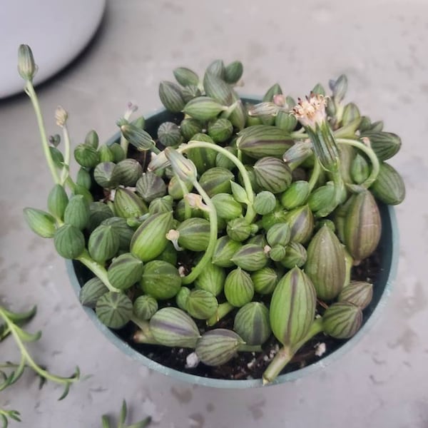 String of Watermelon Succulent Plants - Etsy