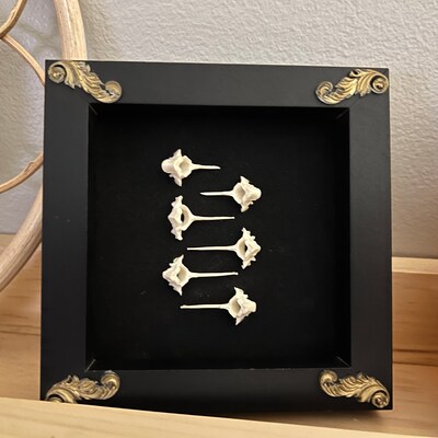 Real Mole Bone Displays. Bone Display. Mounted Mole Bones. - Etsy UK